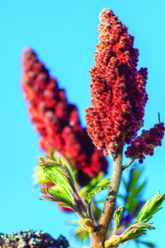 The Sour Power of Sumac - Grit
